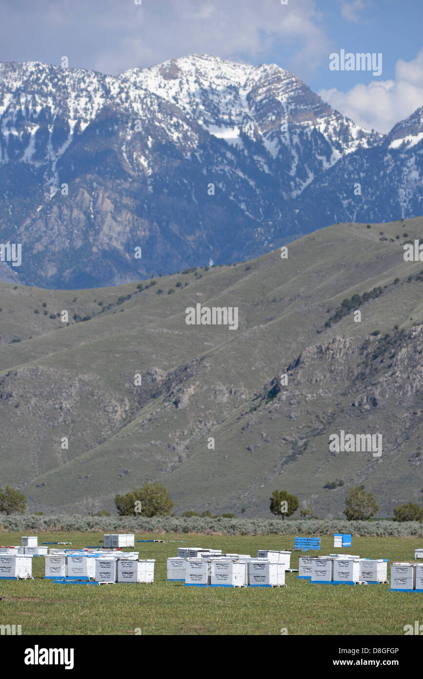Bee hives below Utah's Wasatch Range Stock Photo - Alamy