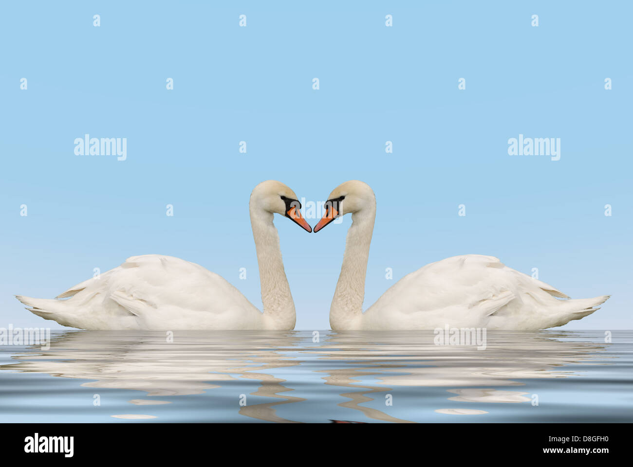 Two swans with reflection Stock Photo - Alamy
