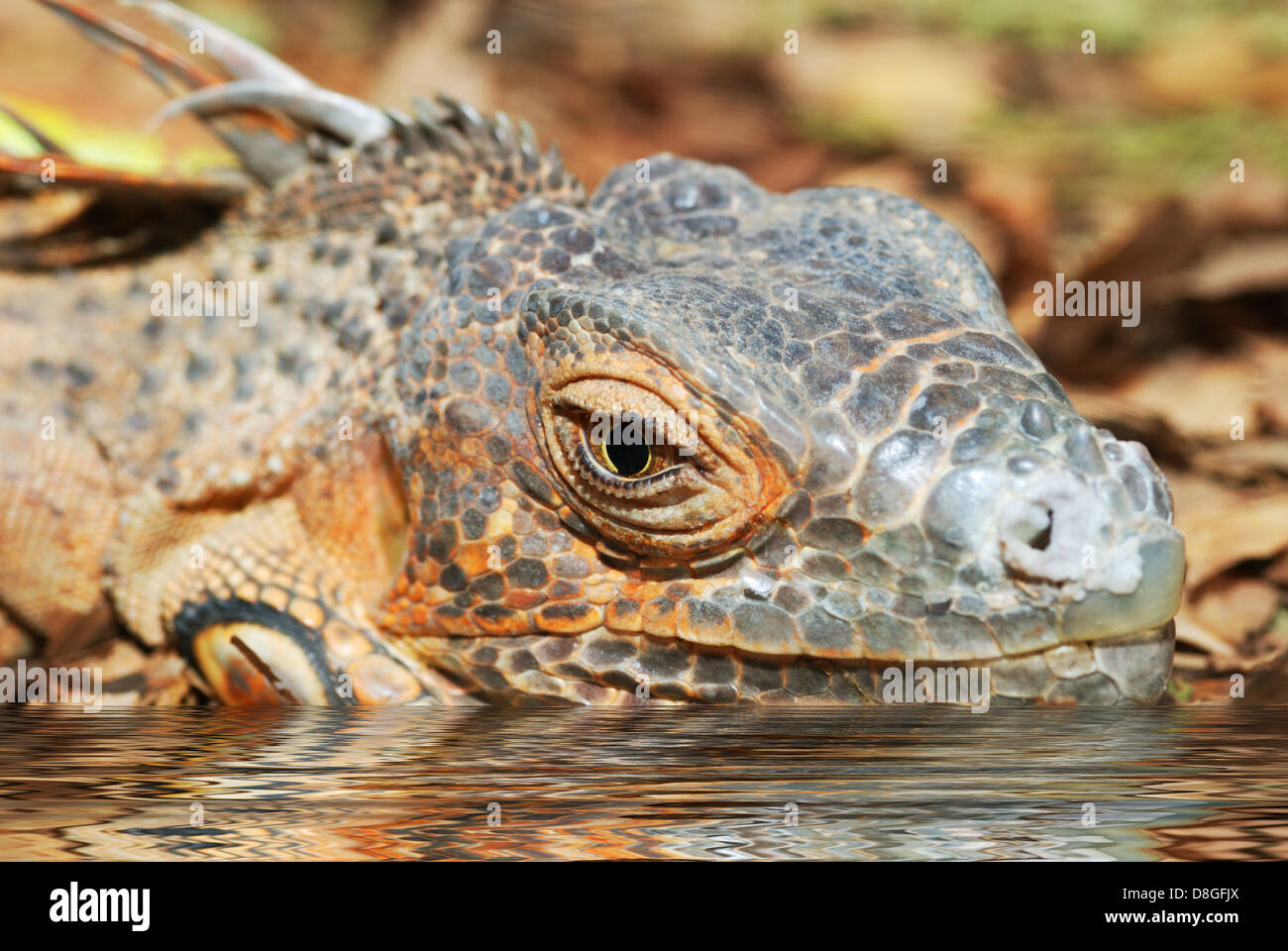 lizard in water Stock Photo - Alamy