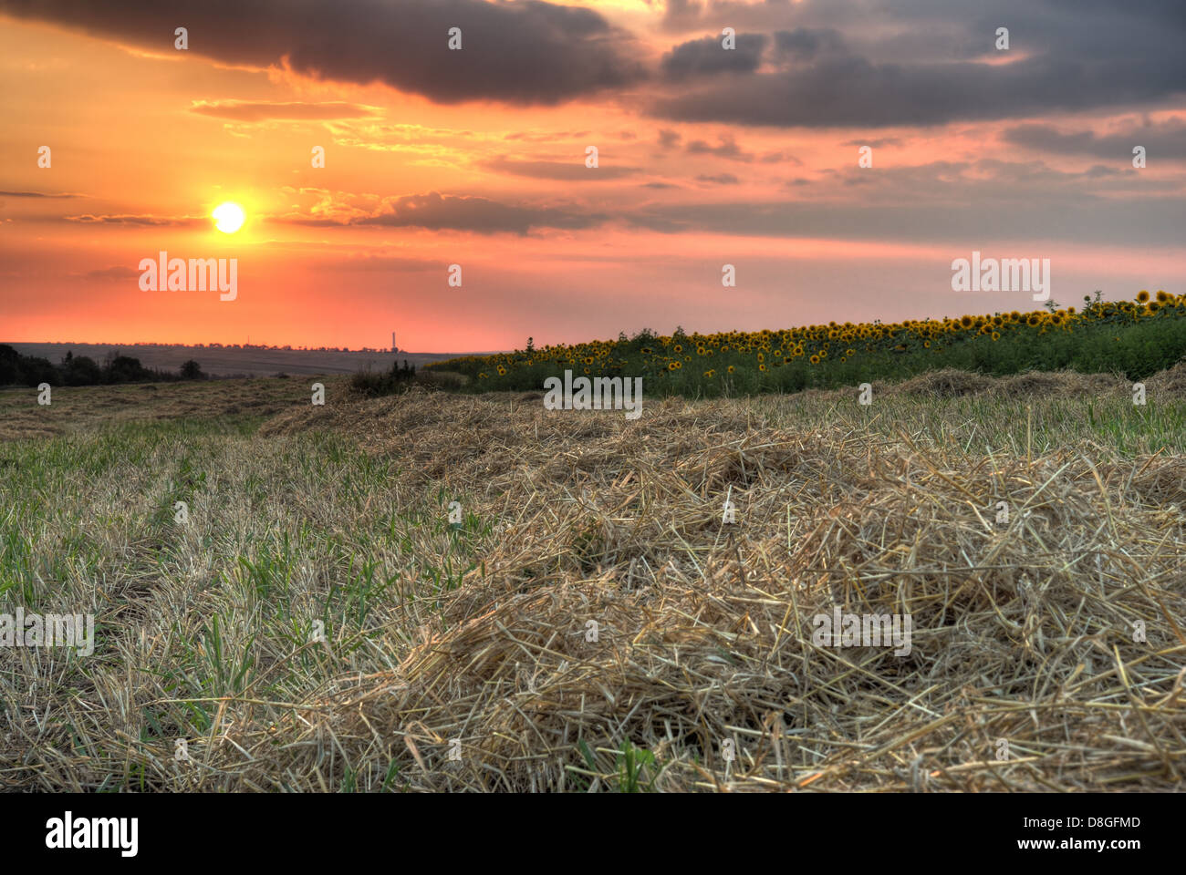 Sunsets grass field hi-res stock photography and images - Alamy