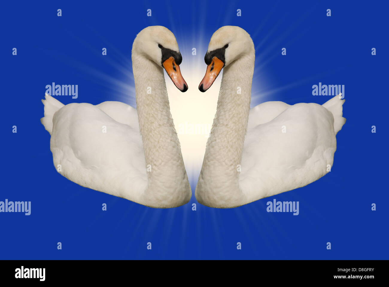 Two swans blue background Stock Photo - Alamy