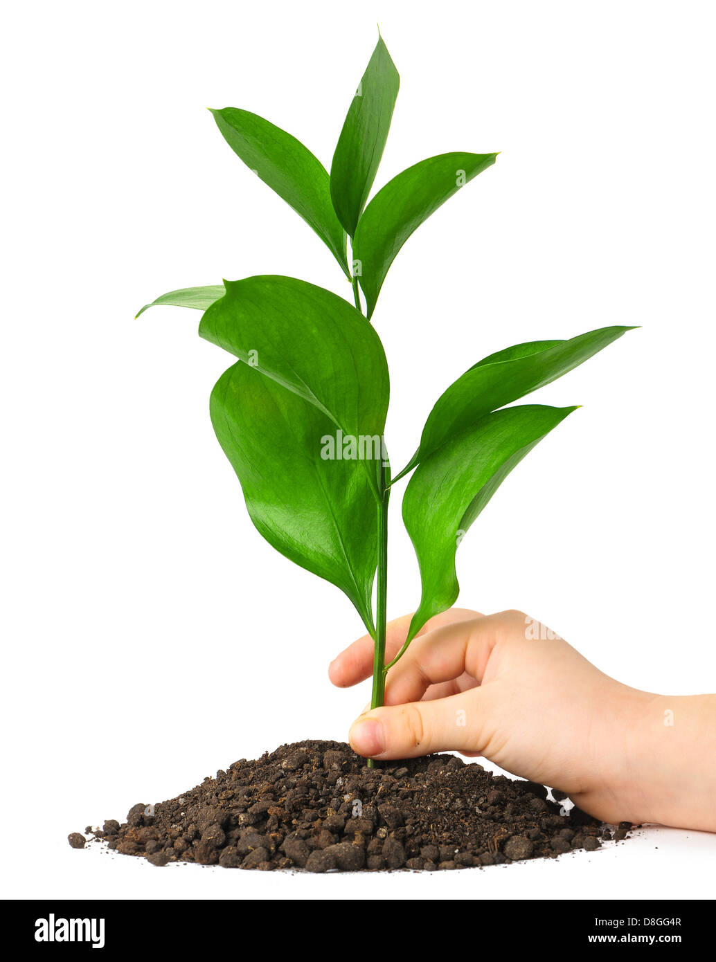 Hand holding sprout plant Cut Out Stock Images & Pictures - Alamy