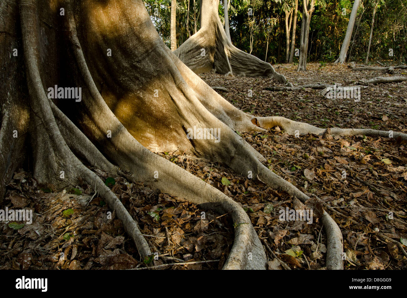 Superficial tree roots hi-res stock photography and images - Alamy