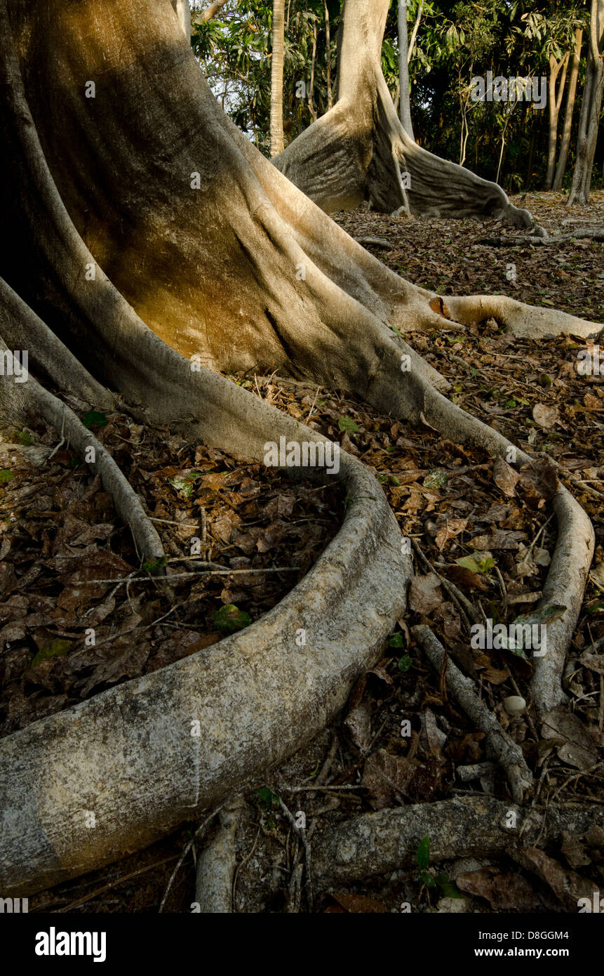 Superficial tree roots hi-res stock photography and images - Alamy