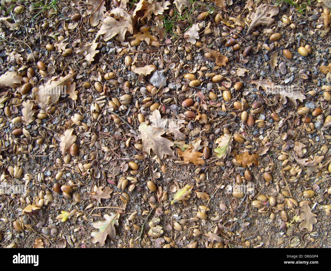 A collection of acorns scattered beneath a tree, showcasing the small ...