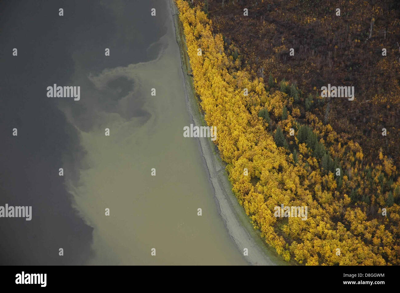 Aerial photography capturing wildlife in its natural habitat. This ...
