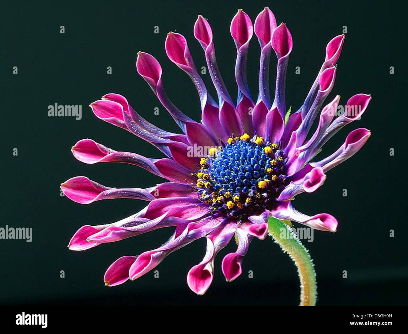 An African daisy, known for its vibrant petals and colorful appearance ...