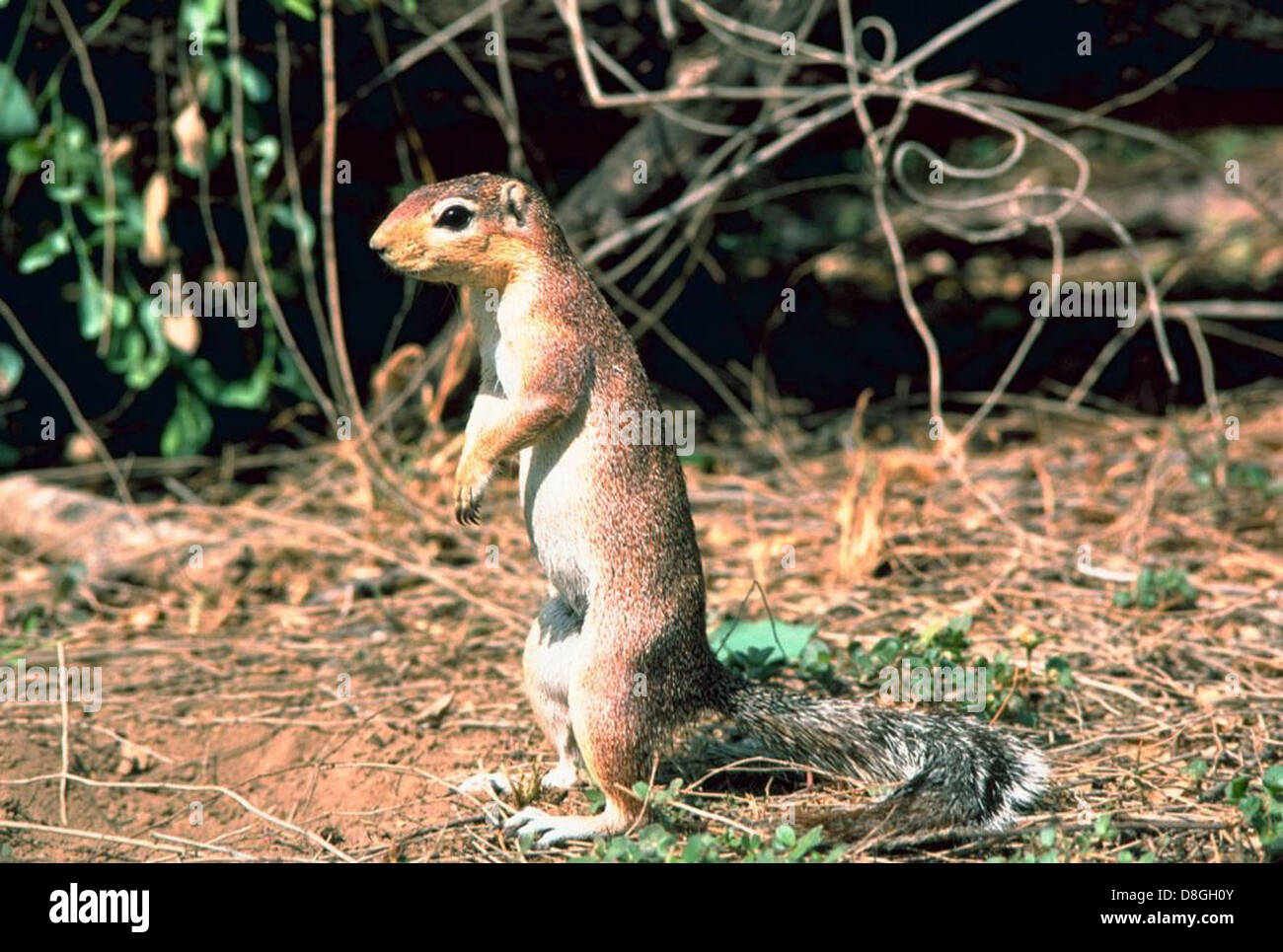 African rodent hi-res stock photography and images - Alamy