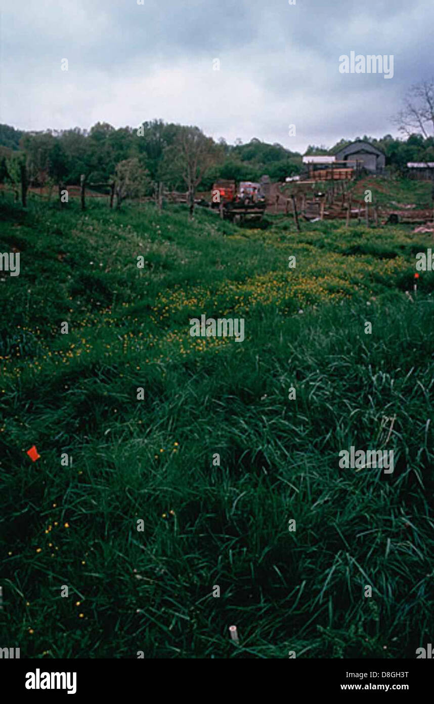 A newly fenced and seeded waterway, showing efforts to restore and ...