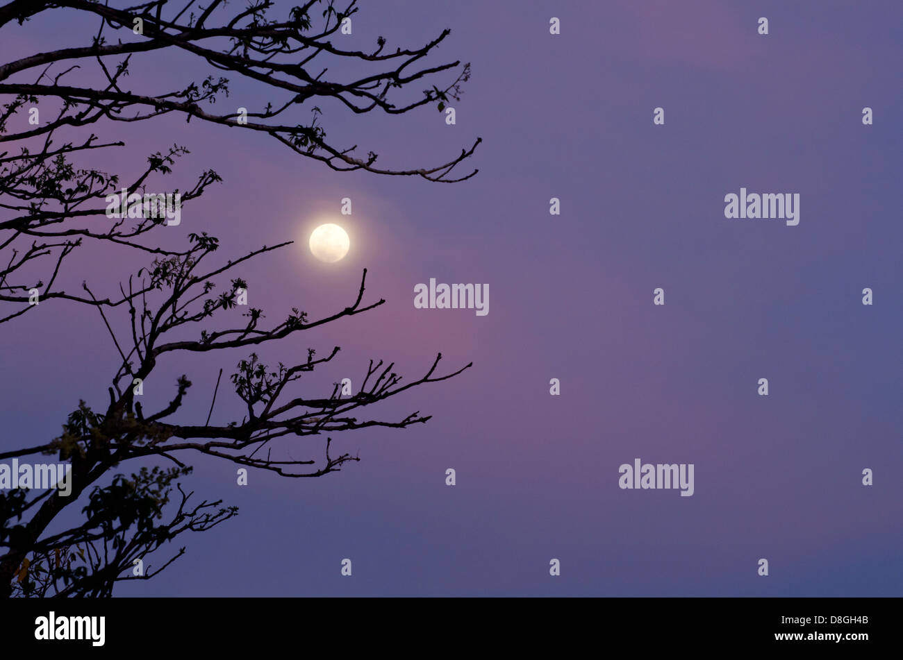 Moon scenic with tree branches silhouette Stock Photo - Alamy