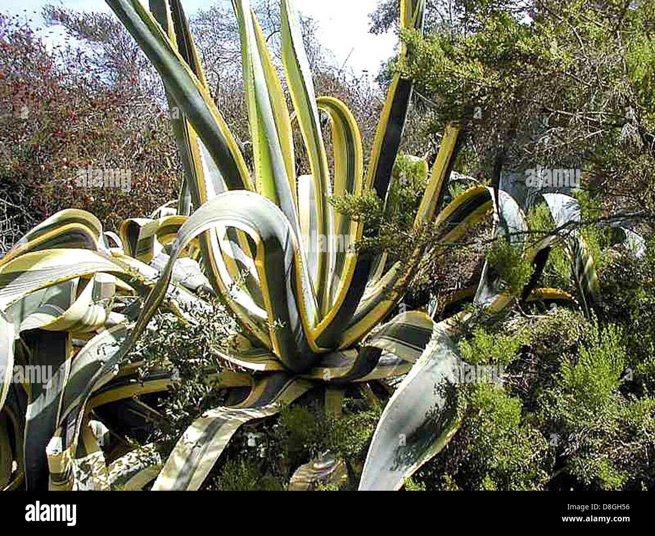 Agave cacti, native to arid regions, are known for their rosette-shaped ...