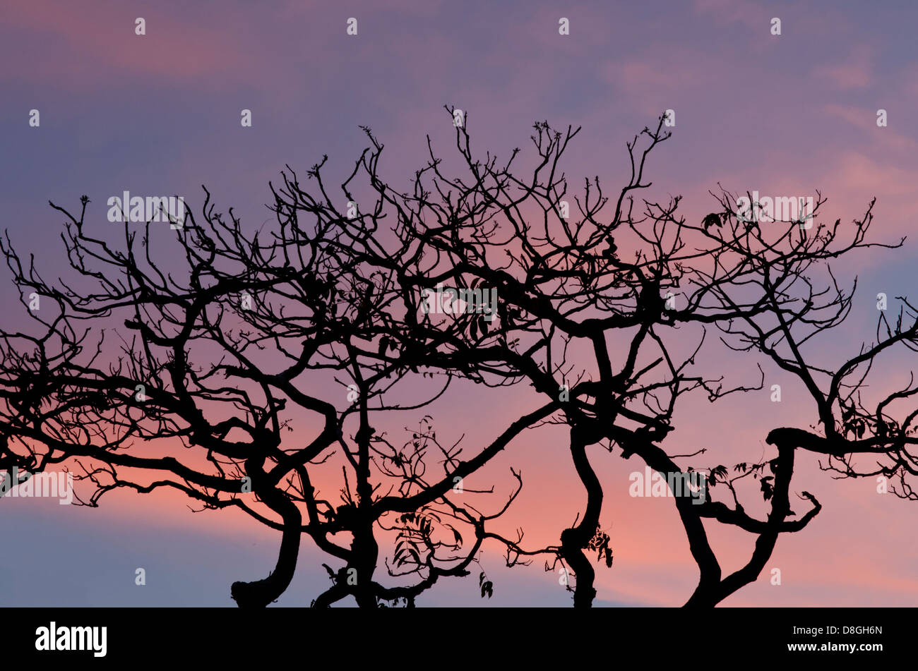 Tree silhouette at dusk . Pacheca Island Stock Photo - Alamy