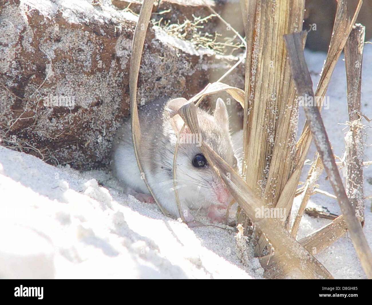 Peromyscus polionotus hi-res stock photography and images - Alamy