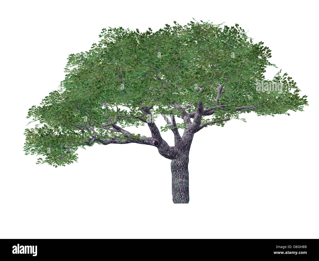 Pink birch tree Cut Out Stock Images & Pictures - Alamy