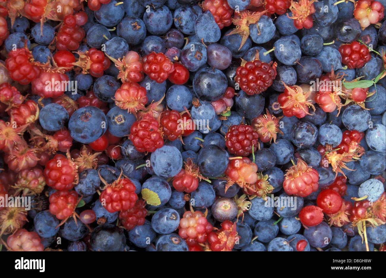 Alaska wild berries (1 Stock Photo - Alamy