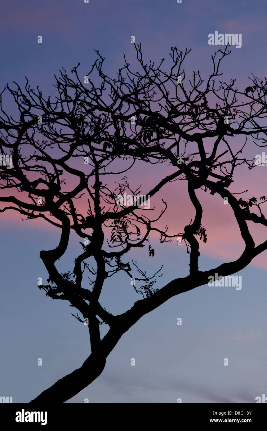 Tree silhouette at dusk . Pacheca Island Stock Photo - Alamy