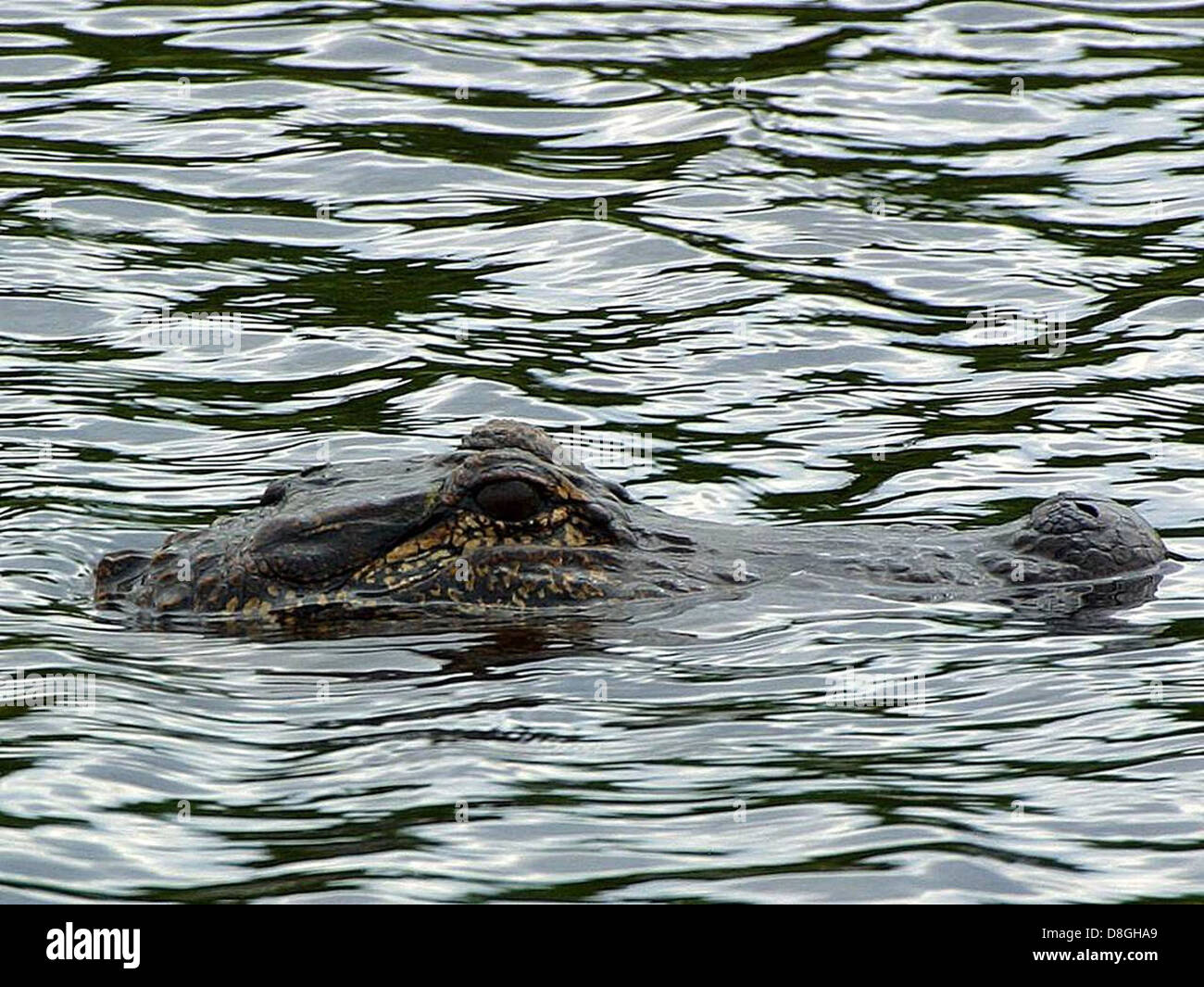 An image of an alligator in a natural habitat, possibly in a swamp or ...