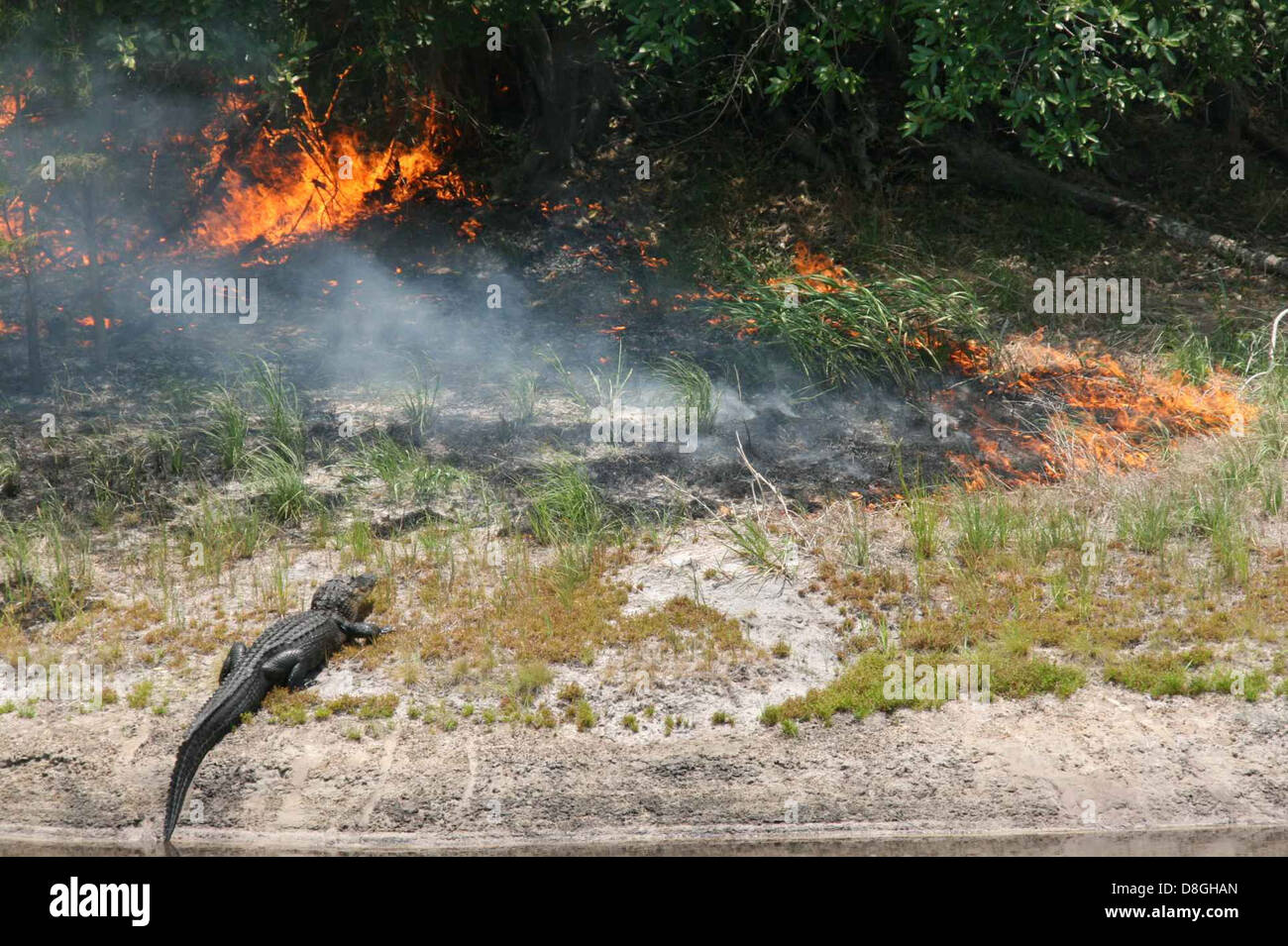 Alligator and fire Stock Photo - Alamy