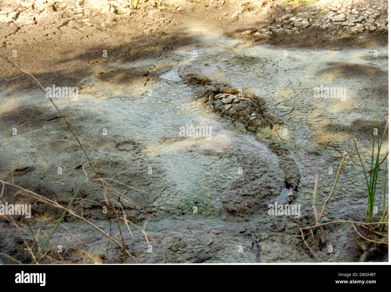 An alligator lies motionless in dried mud, blending into the ...