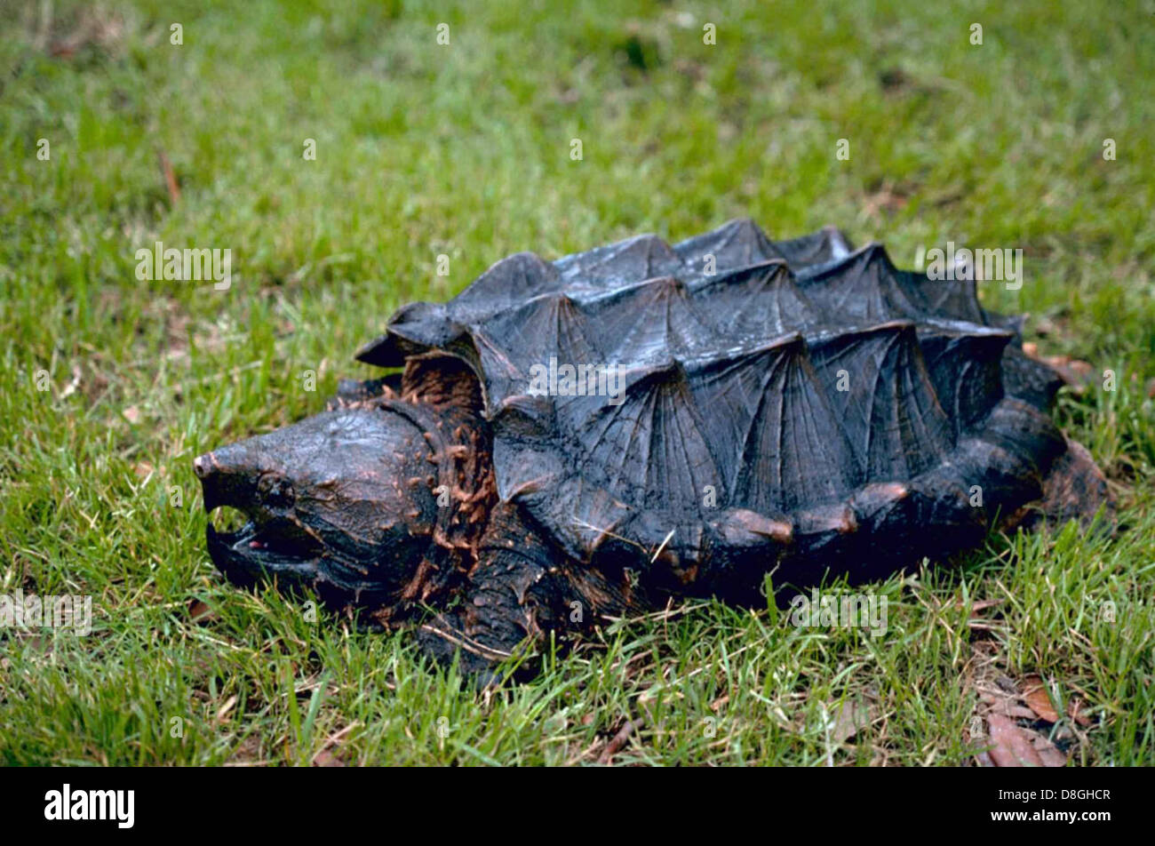 Large snapping turtle hi-res stock photography and images - Alamy