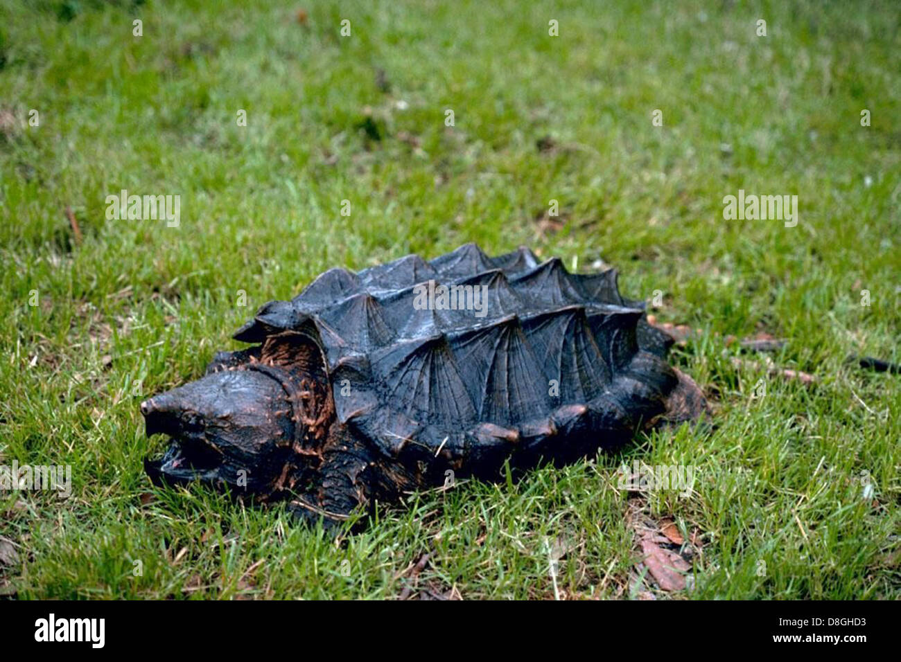 An alligator snapping turtle, known for its large size and distinctive ...
