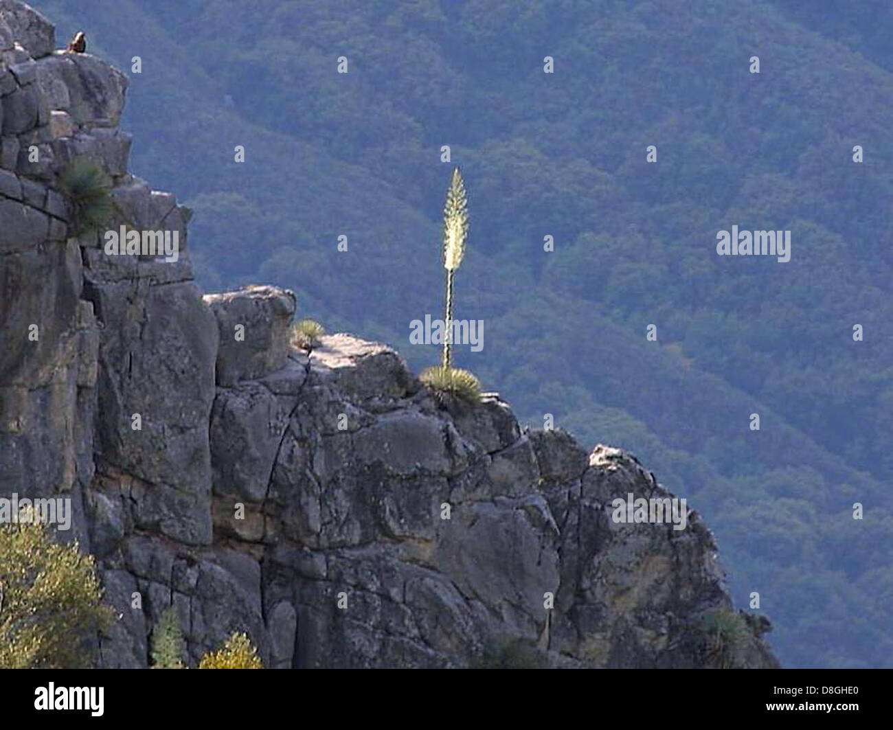 A single flower growing on a cliff, with the rugged terrain surrounding ...