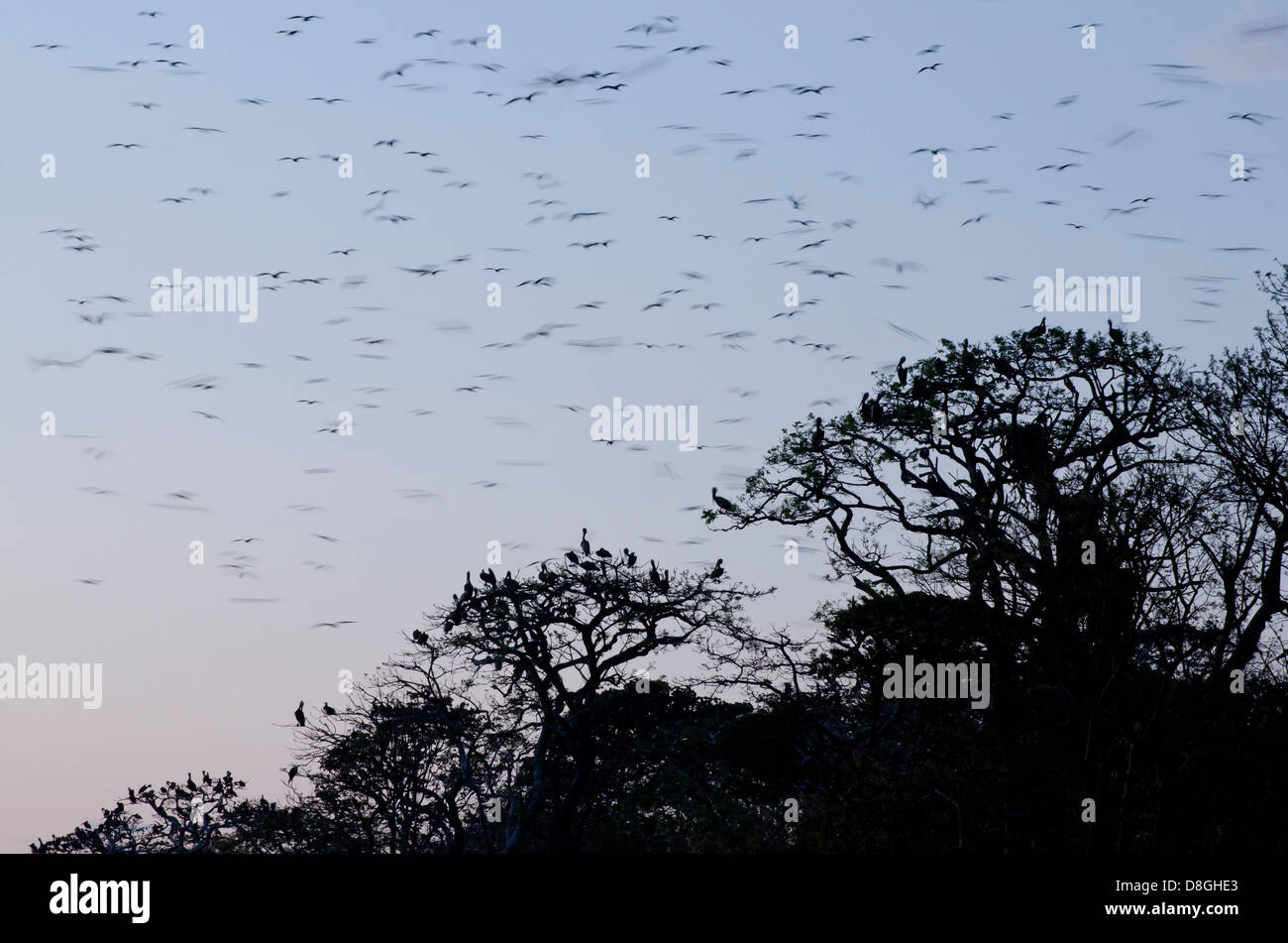 Birds flying off the tree hi-res stock photography and images - Alamy