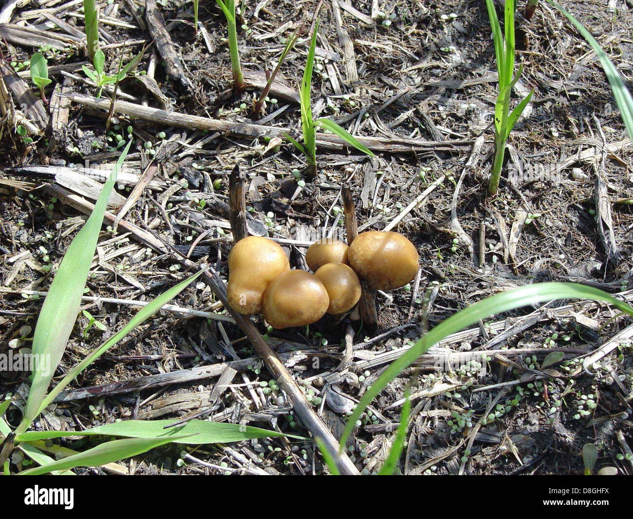 Amber mushrooms in dead vegetation Stock Photo - Alamy