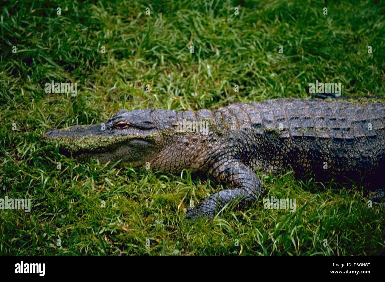 A detailed photograph of an American alligator in its natural habitat ...