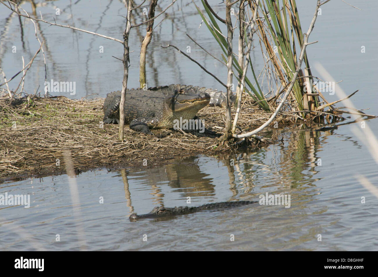 An American alligator rests on a small island in a body of water, with ...