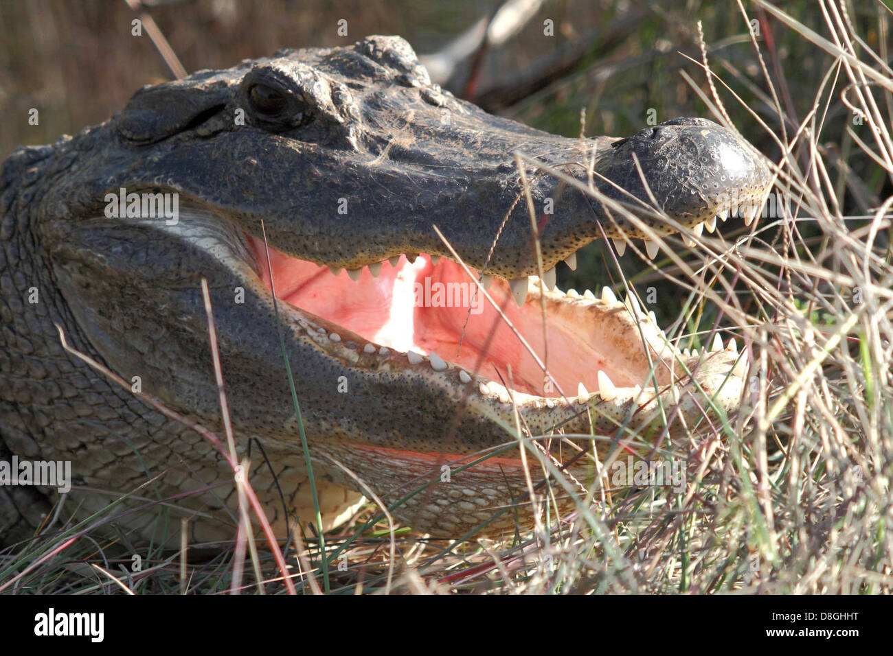 Defensive instincts hi-res stock photography and images - Alamy