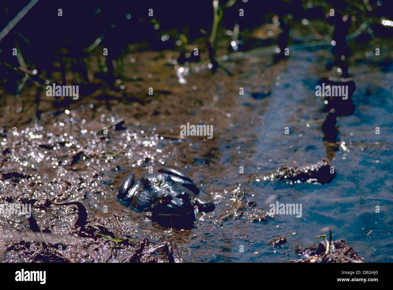 The American Bullfrog (Lithobates catesbeianus) is a large amphibian ...