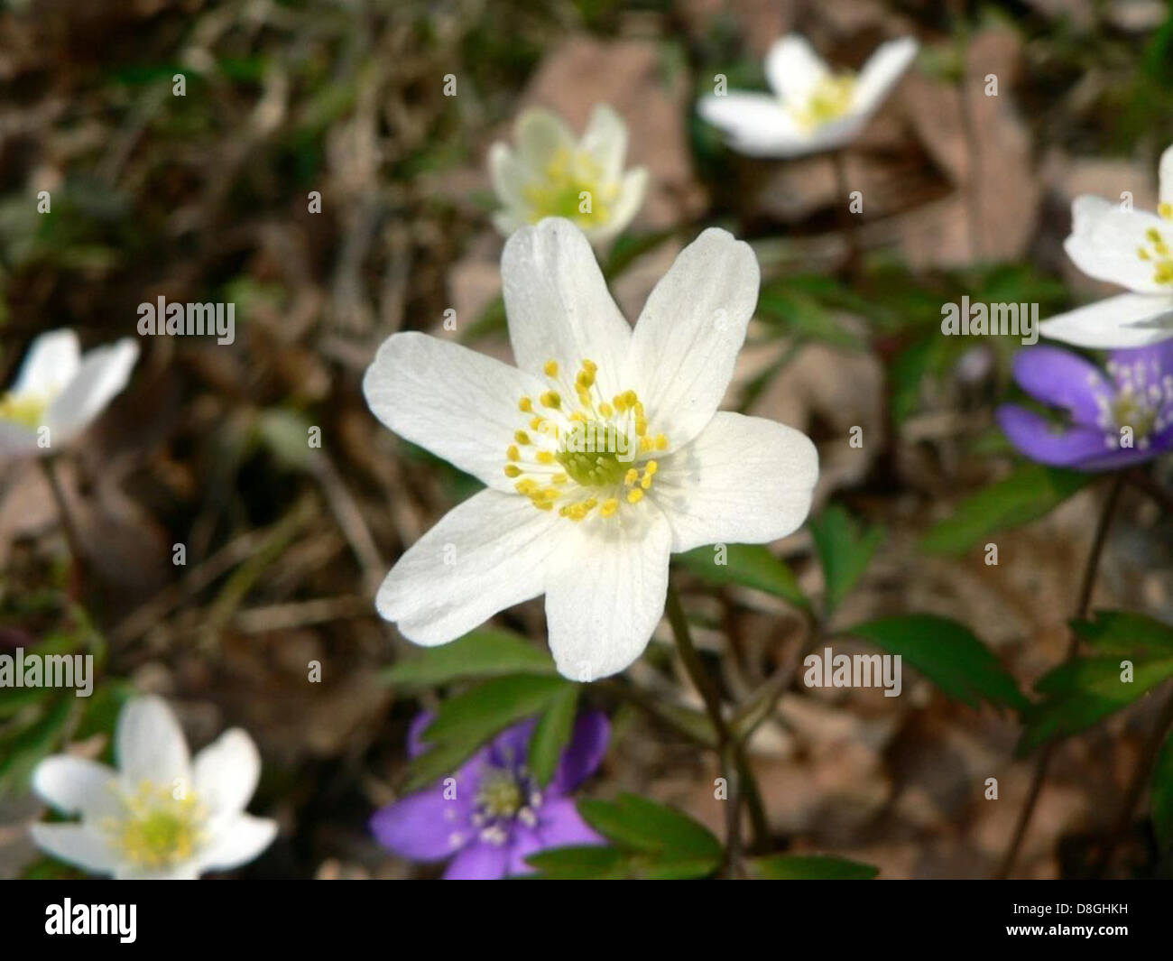 Anemone nemorosa known wood hi-res stock photography and images - Alamy