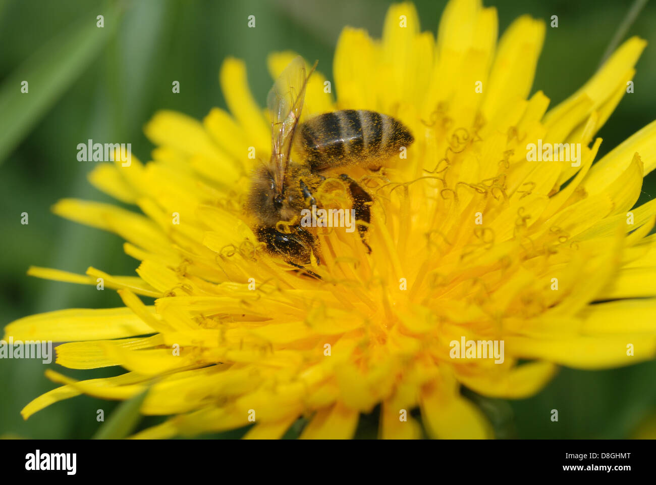 Bee collecting pollen Stock Photo - Alamy