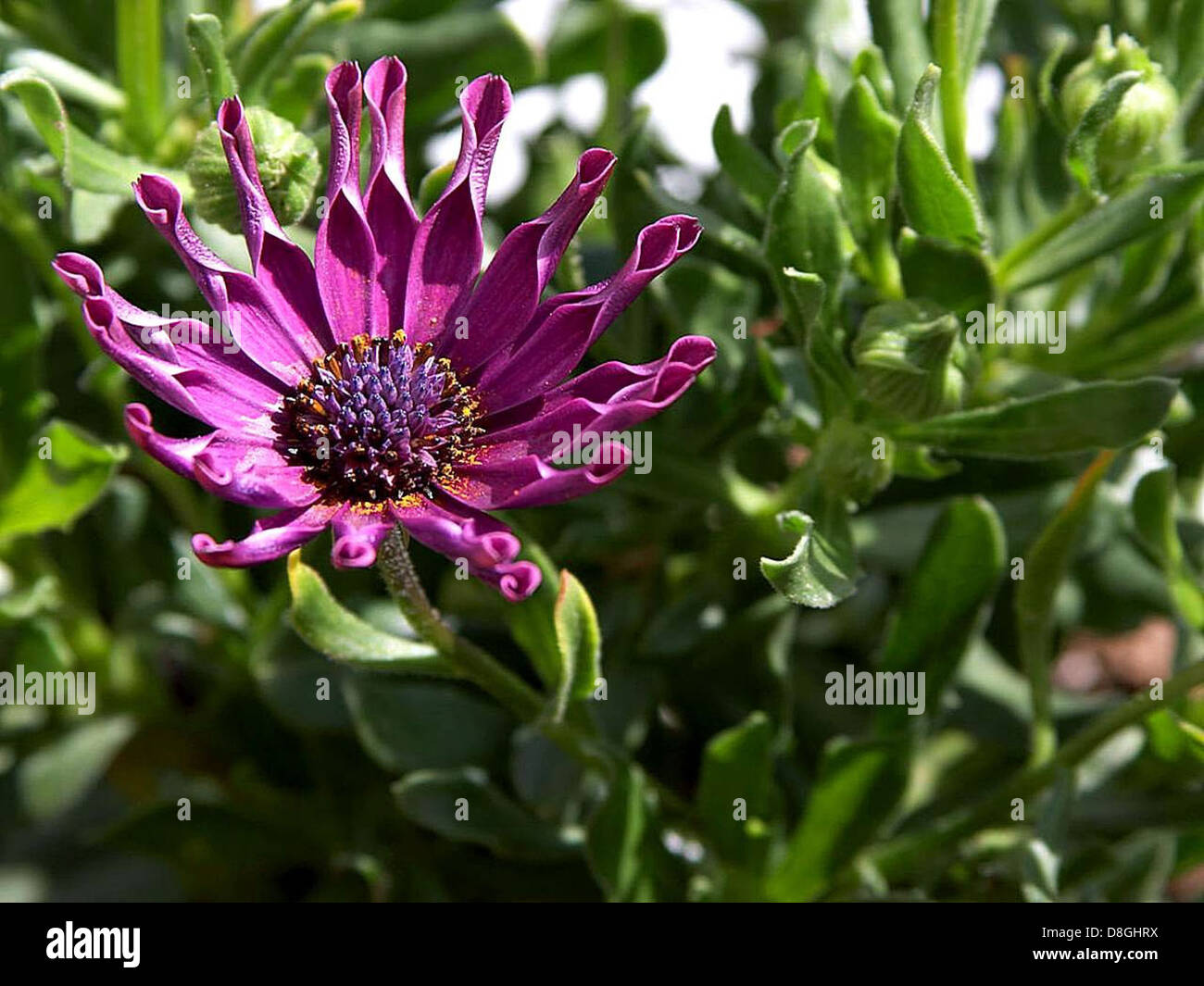 This image captures an African daisy in bloom in a patio garden. The ...