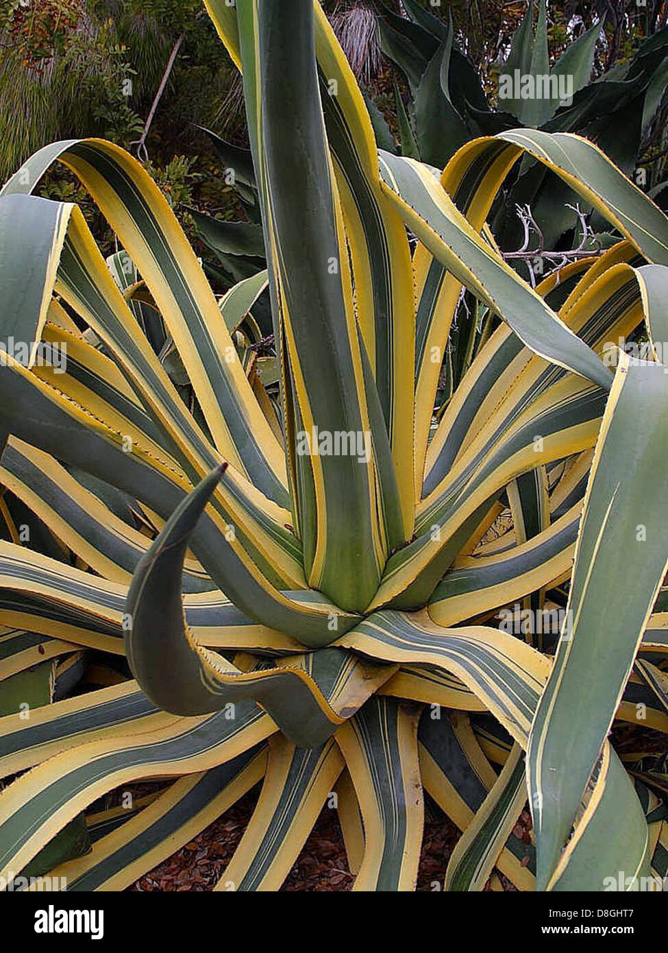 Featuring distinct plant species hi-res stock photography and images ...