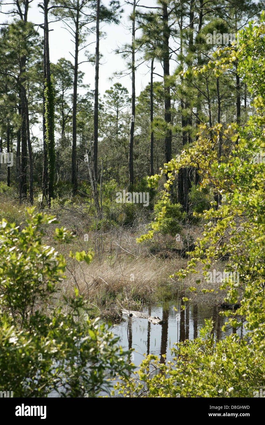 Alligator in natural surroundings hi-res stock photography and images ...