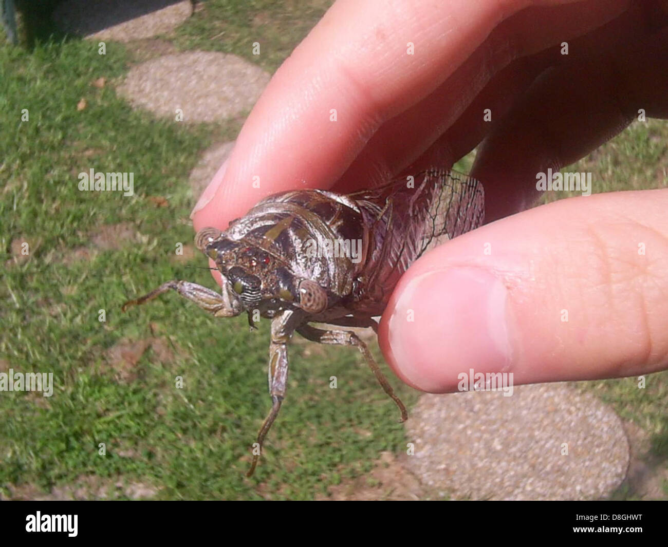 An old cicada being held Stock Photo - Alamy