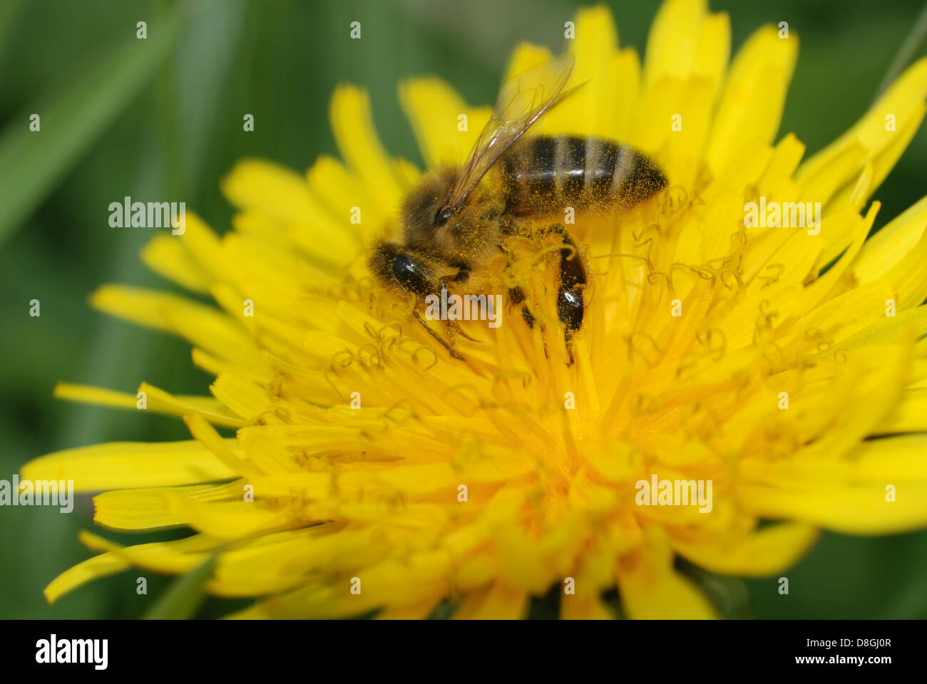 Bee collecting pollen Stock Photo - Alamy