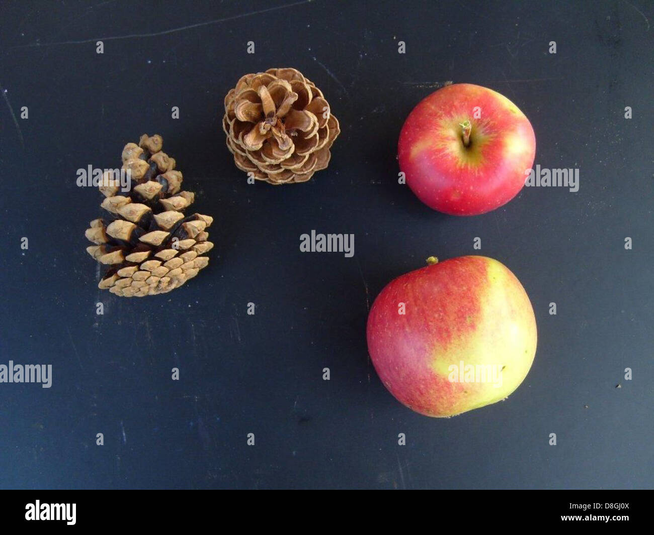 This image shows a pine cone with an apple-like appearance, featuring a ...