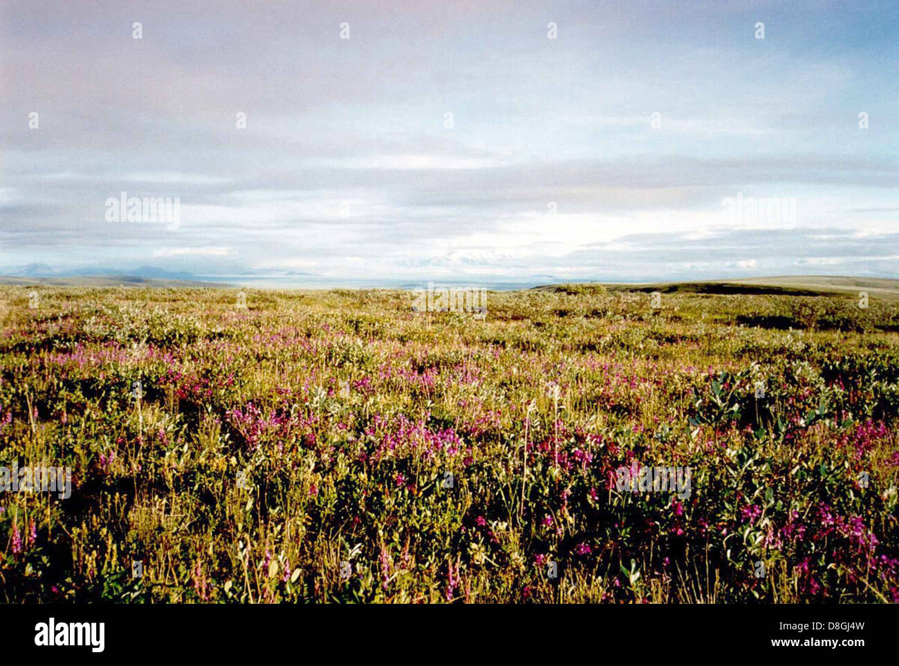 This image depicts the tundra landscape of the Arctic National Wildlife ...