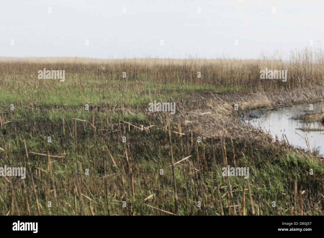 An area of plant regrowth following a controlled burn, showing new ...