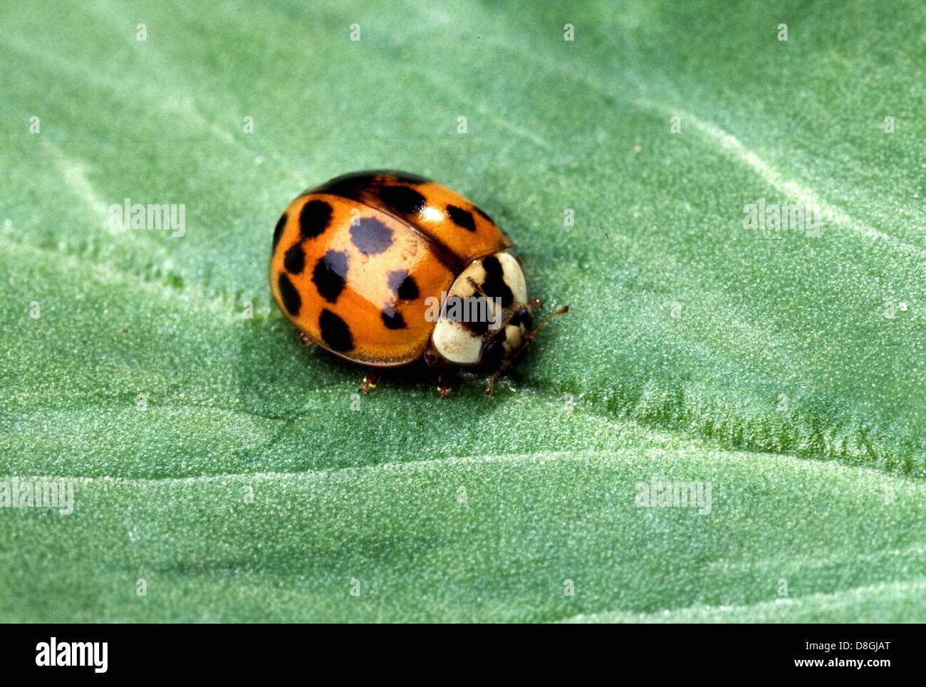 An Asian multicolored ladybug, displaying a range of bright colors and ...
