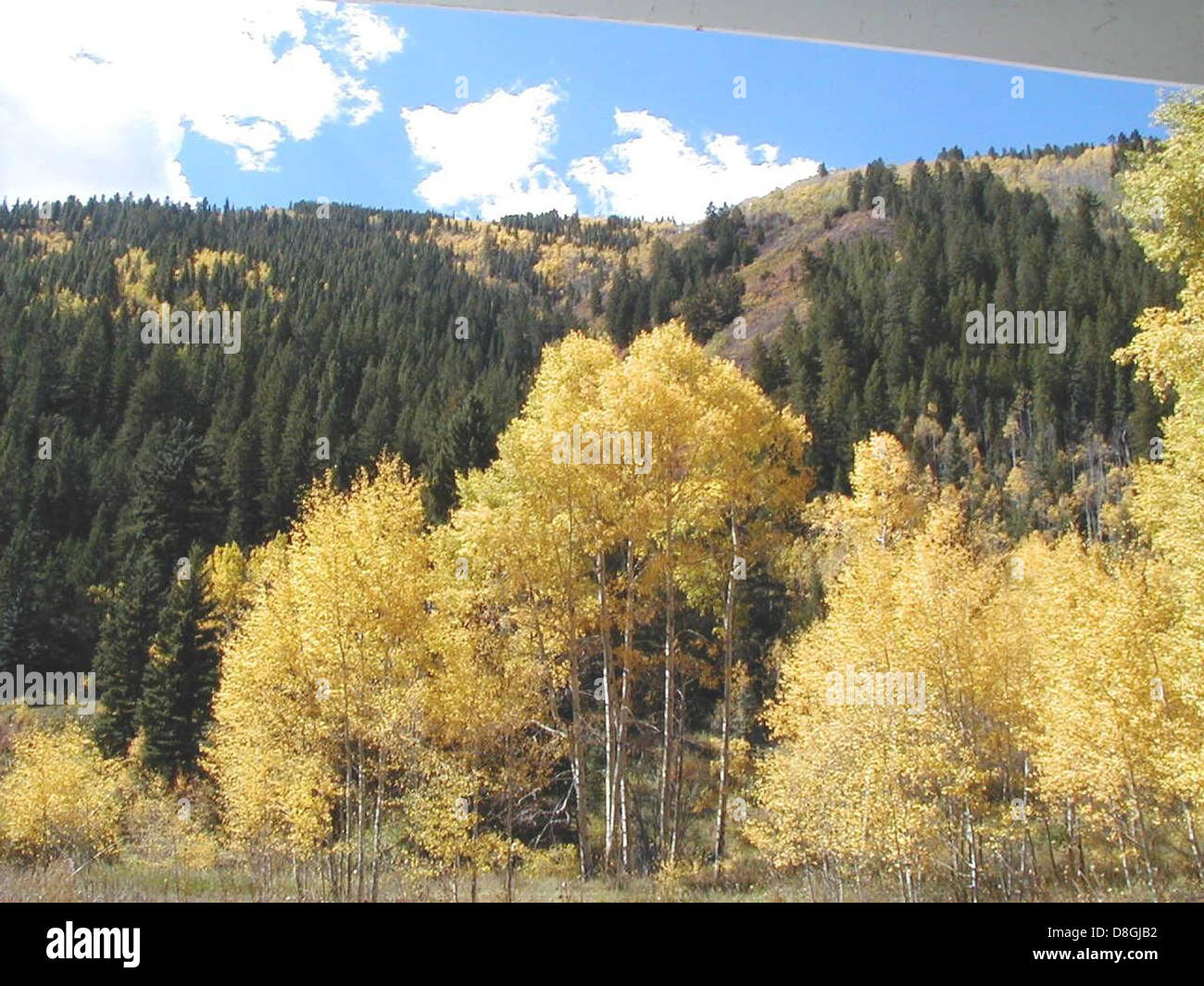 Aspen trees in full autumn color line Schultz Pass Road, displaying ...