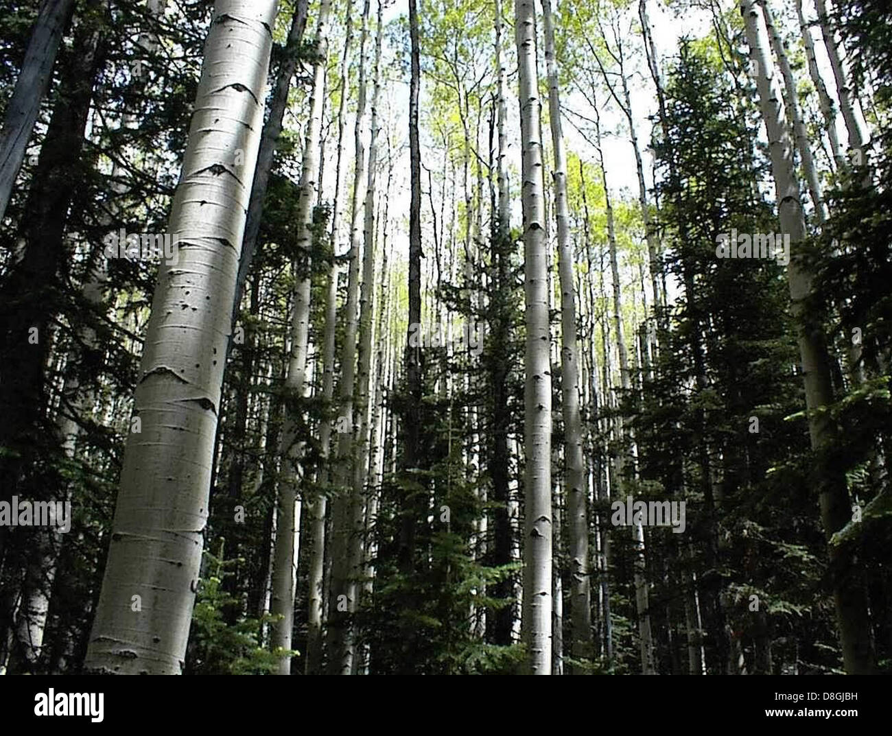 Aspen woods feature dense forests of aspen trees, known for their white ...