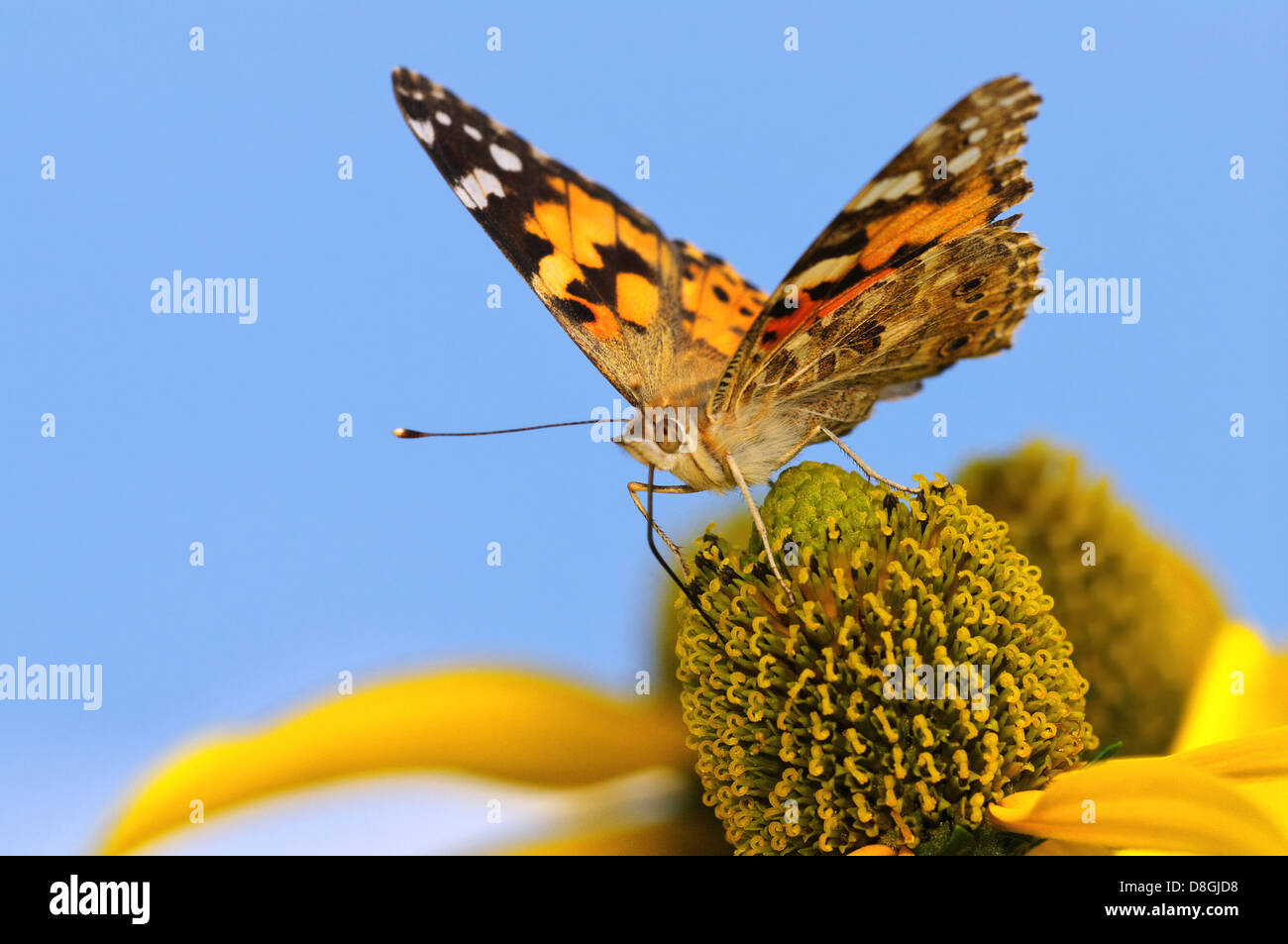 Tall lady hi-res stock photography and images - Alamy