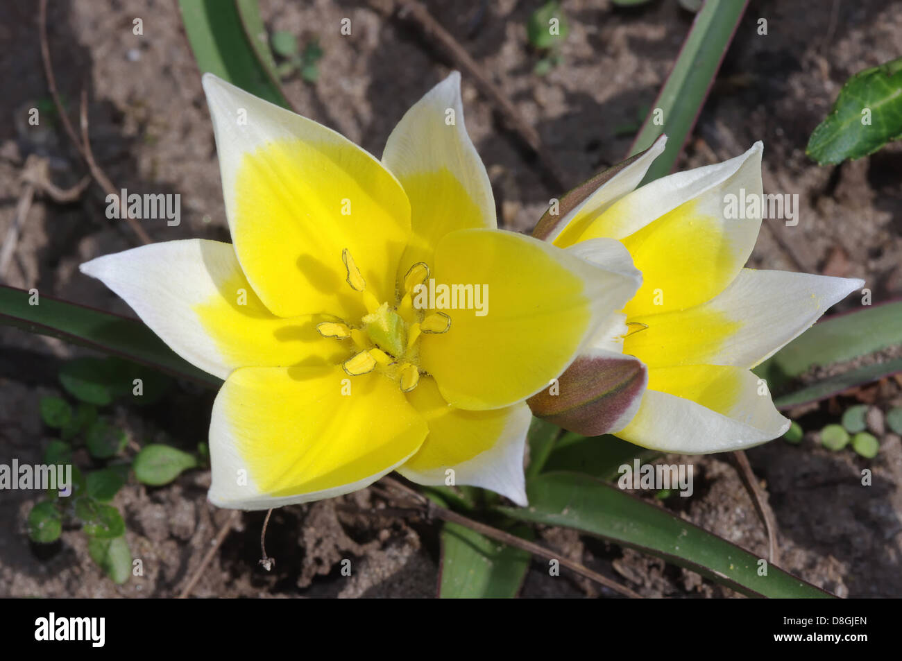 Wilde Tulpe High Resolution Stock Photography and Images - Alamy