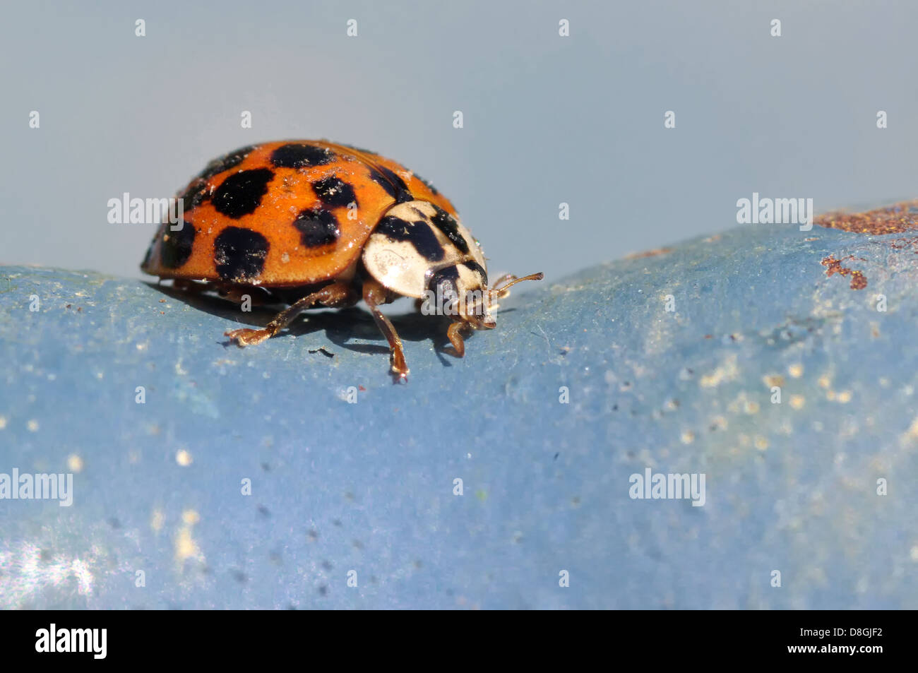 Ladybird siebenpunkt hi-res stock photography and images - Alamy