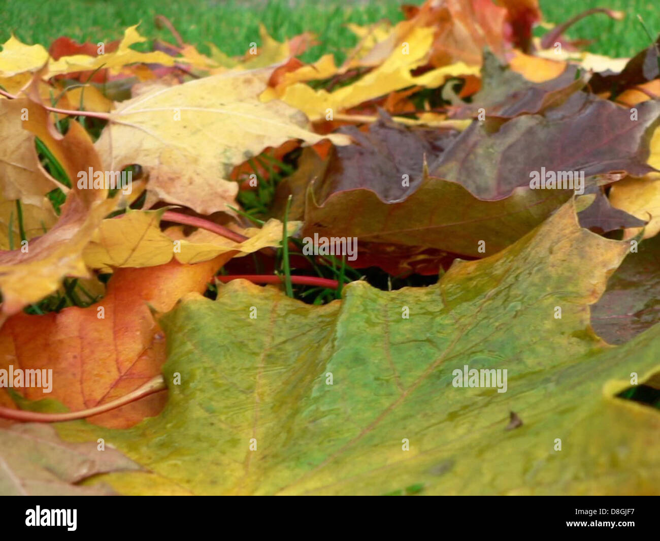 This image features an autumn maple tree with vibrant orange and red ...