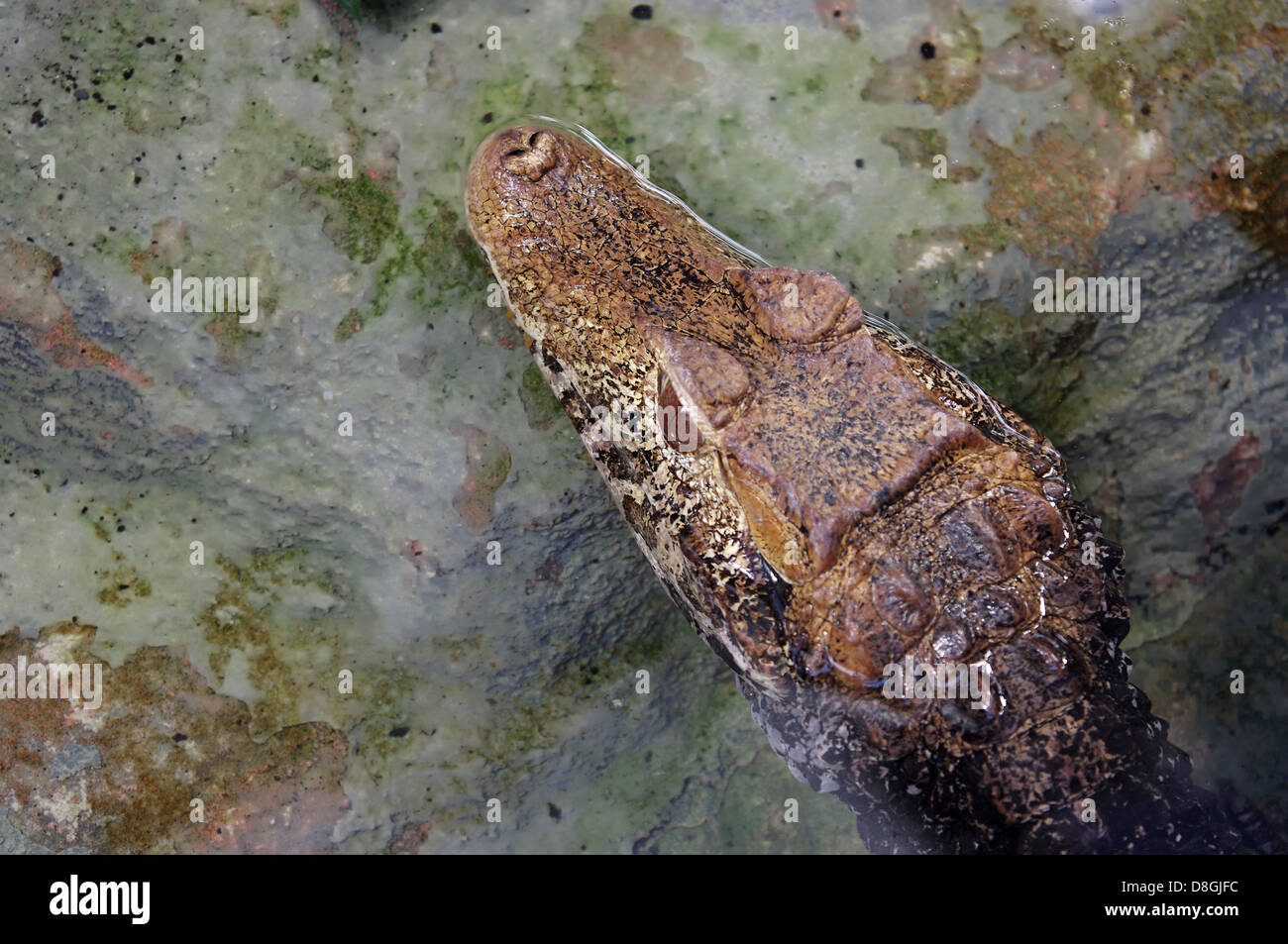 Cuvier's Dwarf Caiman Stock Photo - Alamy